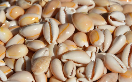 Cowrie Shells - Memphis Conjure Supply